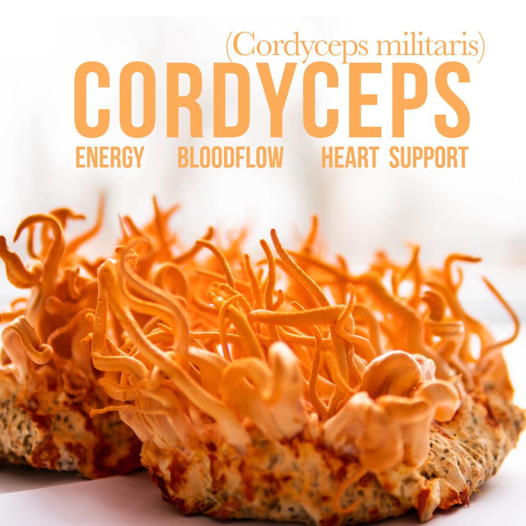 The Power of Cordyceps Energy – VESPER MUSHROOMS
