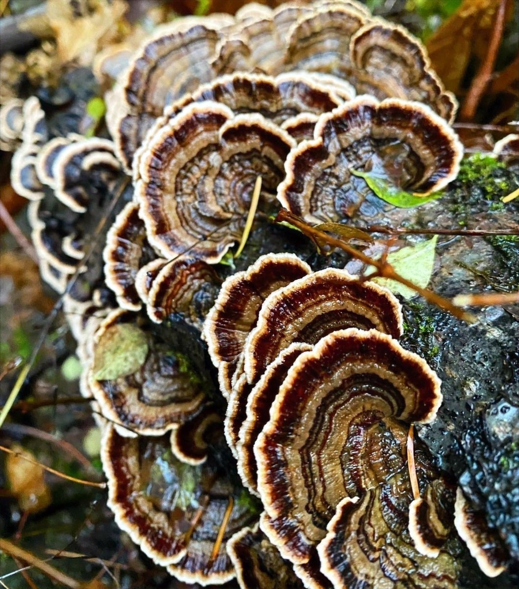 Turkey Tail Mushroom Benefits: The Gut Invigorator, and Antioxidant Po ...